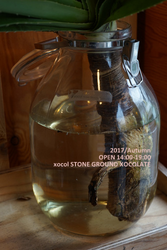 cacao NATIVE – xocol JOURNAL